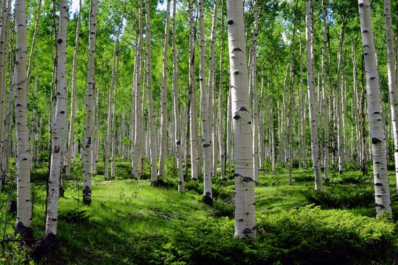 Aspen Trees Green Aspen Forest Summer Colorado by SimplyLodge
