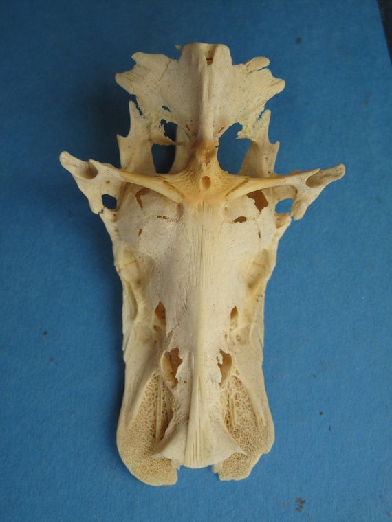 Vintage Crucifix Fish / Gafftopsail Catfish Skull / Miniature