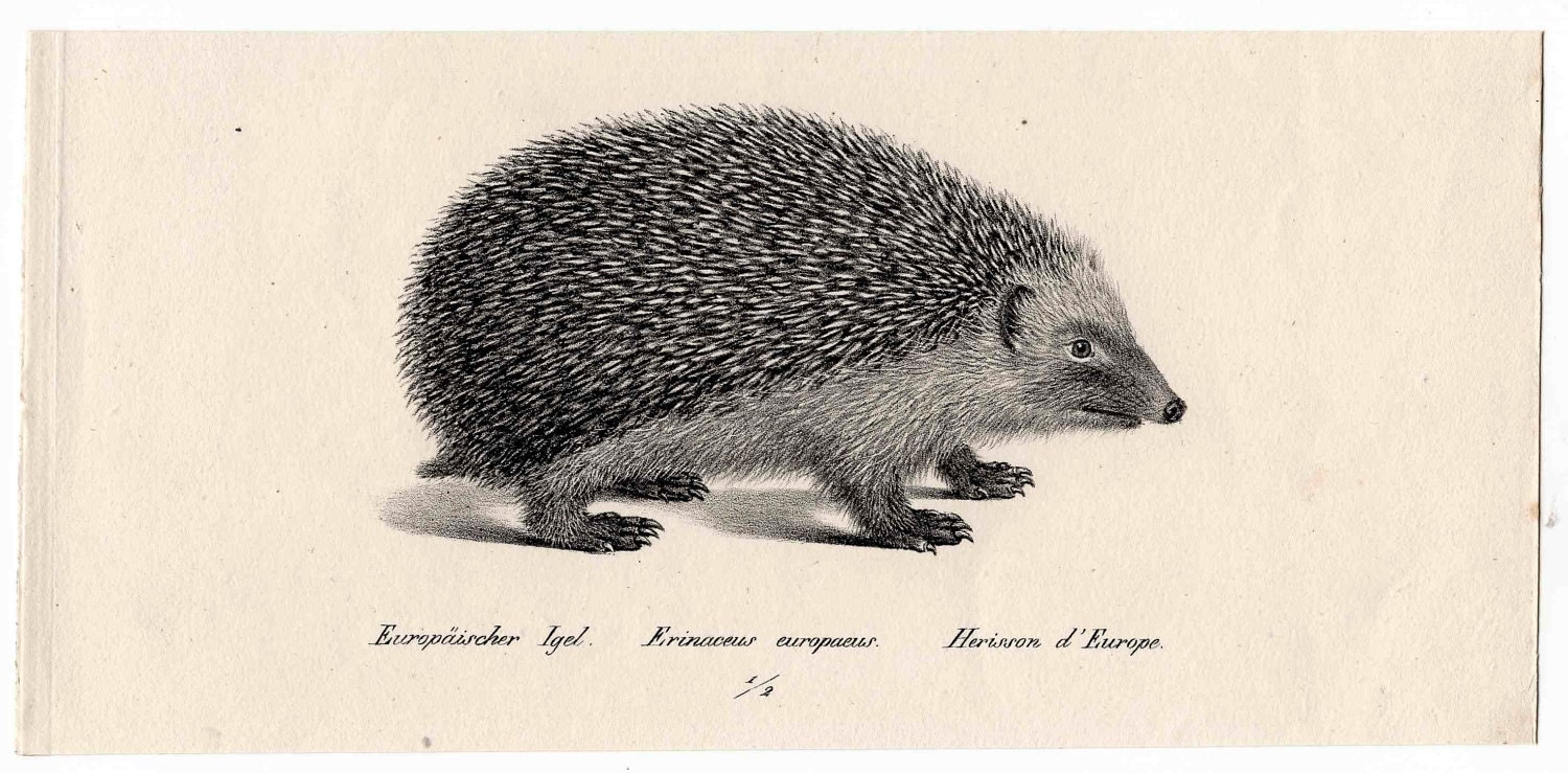 1824 hedgehog original antique animal print