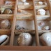 Antique Shell Specimen Boxes updated