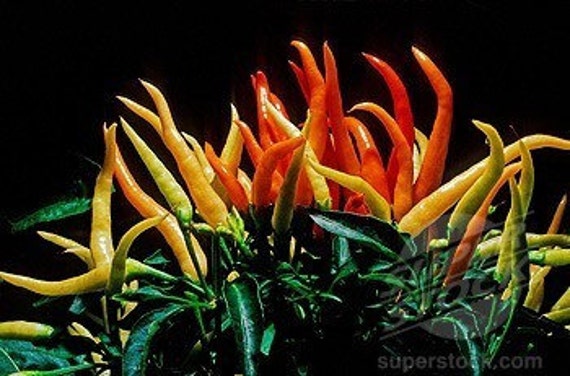 Medussa Pepper Plant Seeds