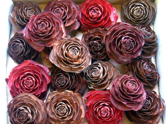 CEDRUS DEODARA CONES BEAUTIFUL CEDAR CRAFTING CONES