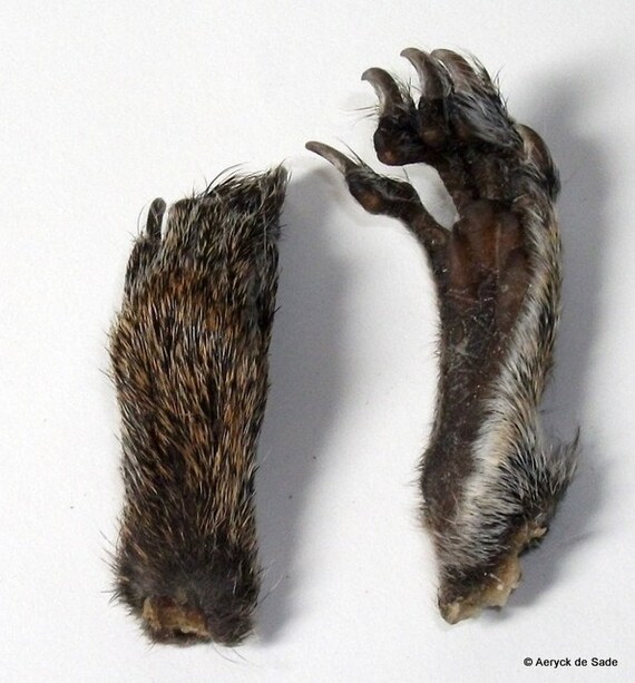 Squirrel Paw ONE real preserved animal paw Hoodoo taxidermy