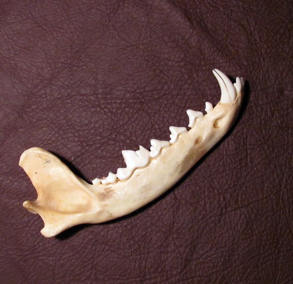 Real Red Fox Jaw Bone Discount