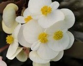 Items similar to Begonia, Beautiful Begonia White Flowers Bold Bronze ...