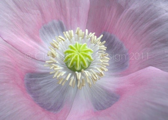 Items similar to Archivally printed fine art Photo Card "Pink Poppy ...
