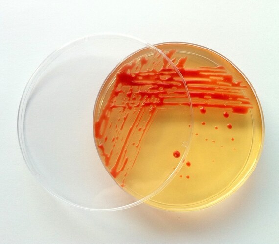 Items similar to Soap - Red Escherichia coli in a Petri Dish - Natural ...