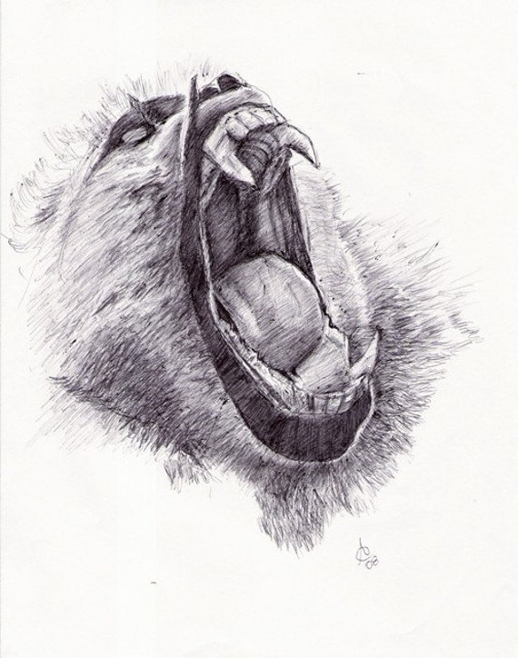 Baboon Drawing