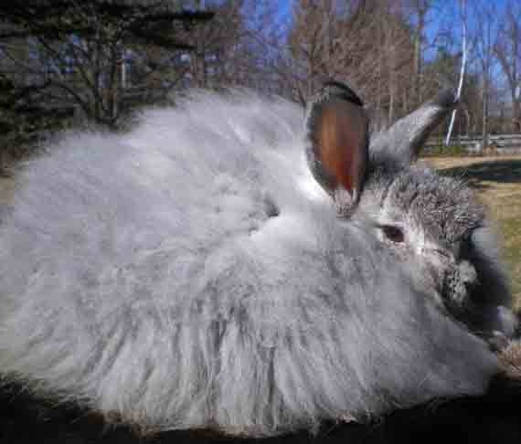 Handplucked Grey Angora Rabbit Spinning Fiber 1 oz.