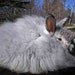 Handplucked Grey Angora Rabbit Spinning Fiber 1 oz.