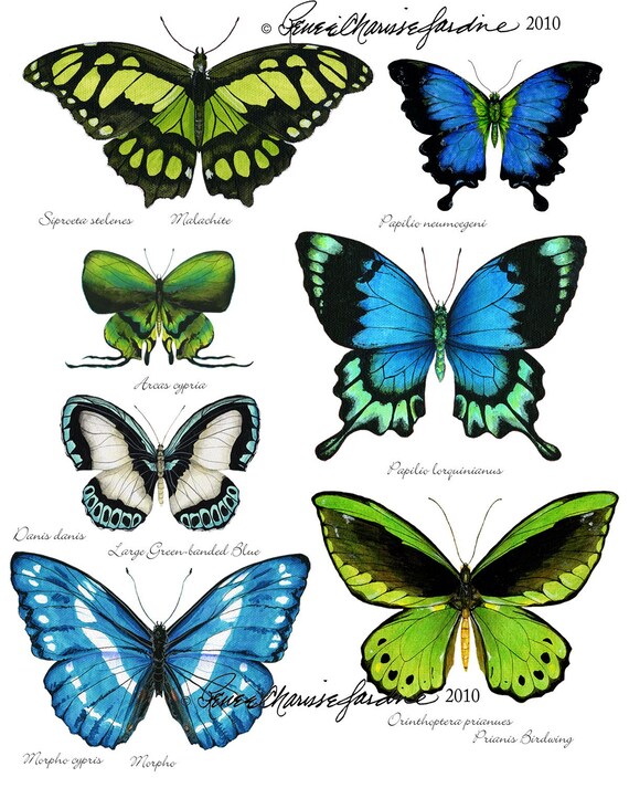 Blue And Green Butterfly Images