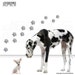 Wall Decals DOG PAW PRINTS Vinyl stickers art decal decor by