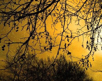 Photo download Starry night Gothic decor Fine art photography tree ...