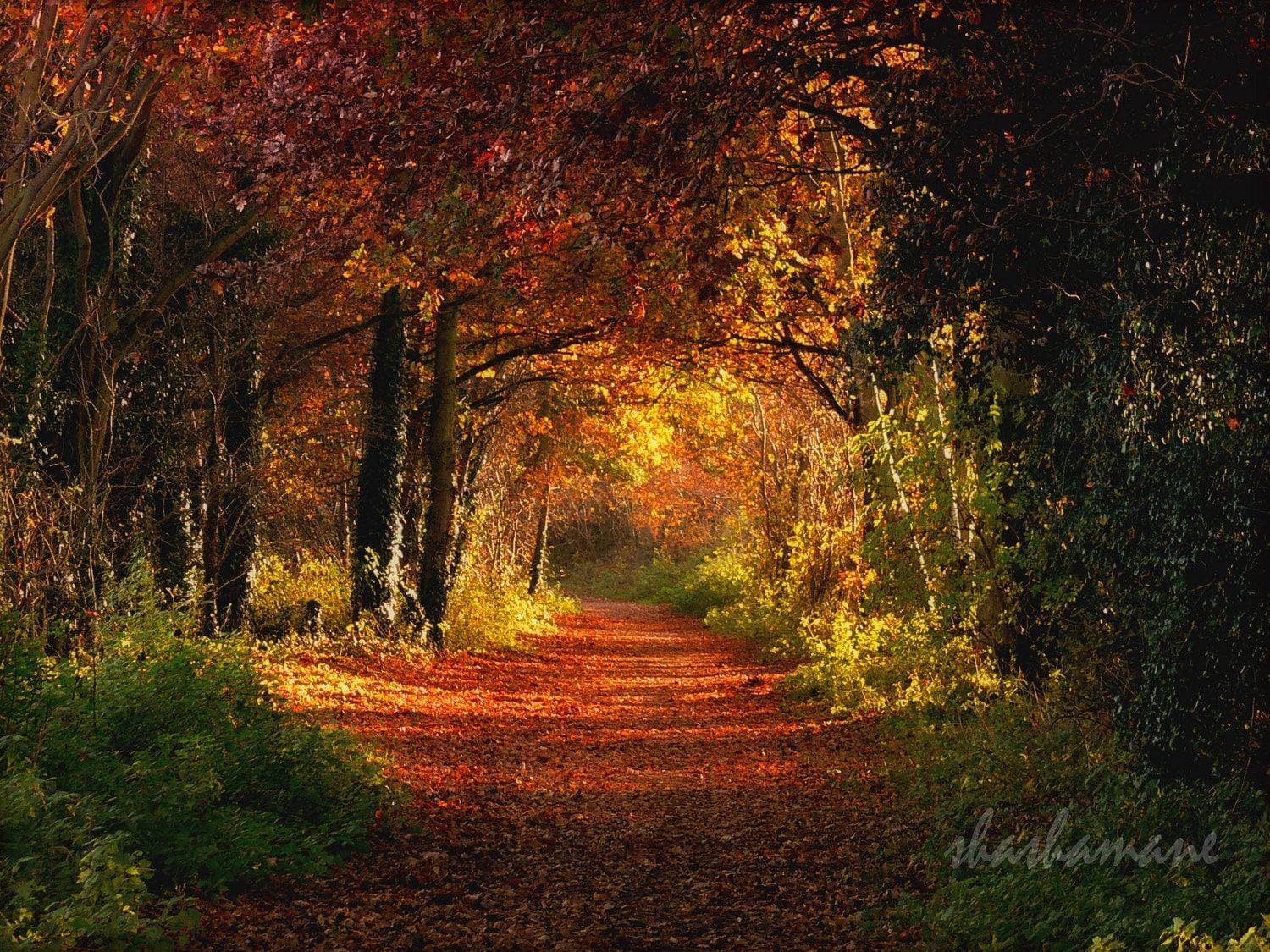 Autumnal path 5x7 fine art photography print autumn fall