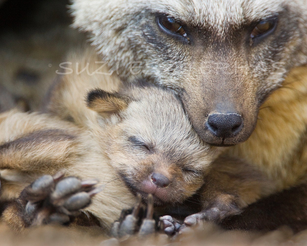 MOM and BABY ANIMAL Photography Nursery Art by BabyAnimalPrints