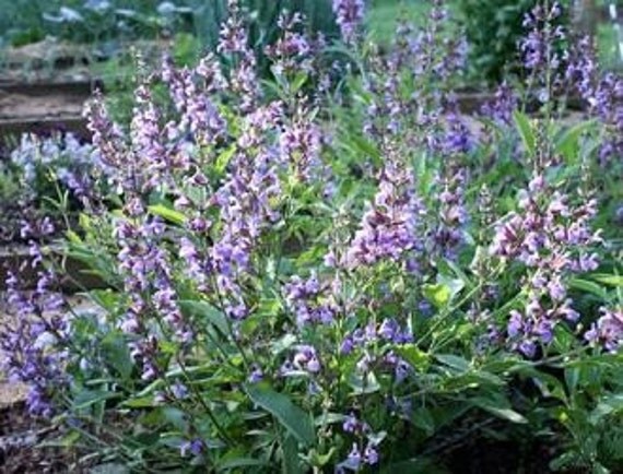 Sage Broadleaf Salvia officinalis 250 Seeds 1.5 grams