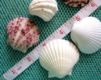 Popular items for sea shell magnet on Etsy