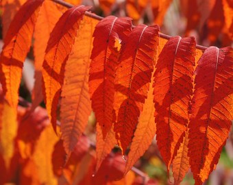 Sumac leaves | Etsy