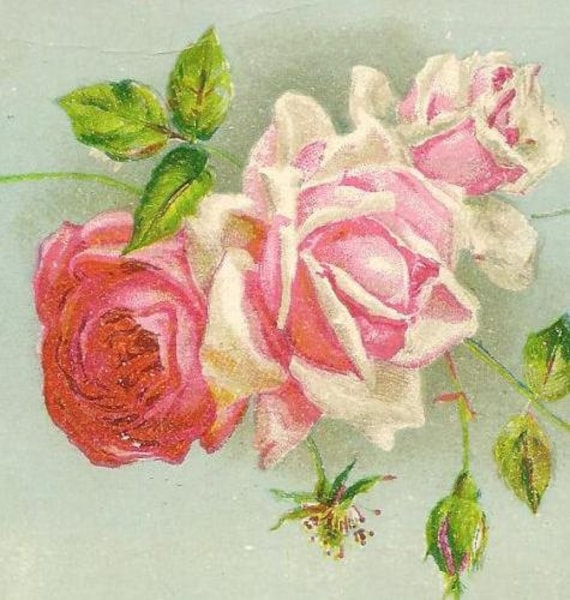 Pink Roses on Pair of Vintage Postcards early 1900s