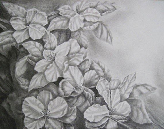 Apple Blossoms Drawing Original Graphite Drawing Matted 16