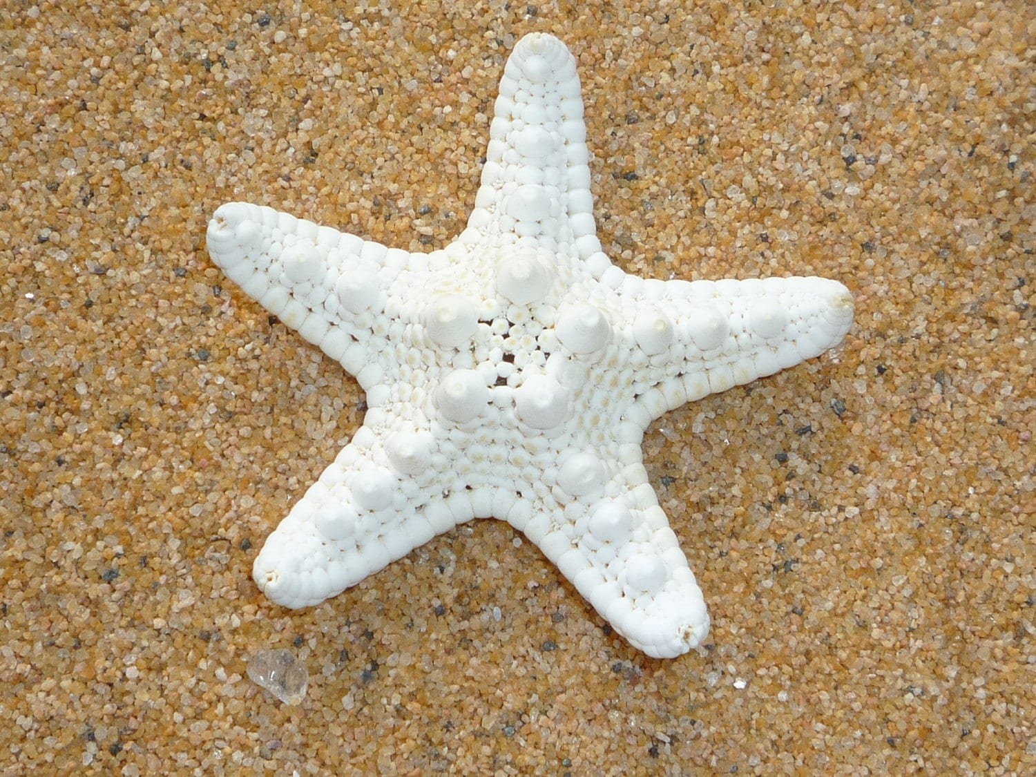 WHITE knobby starfish bobby pin HAIR clip