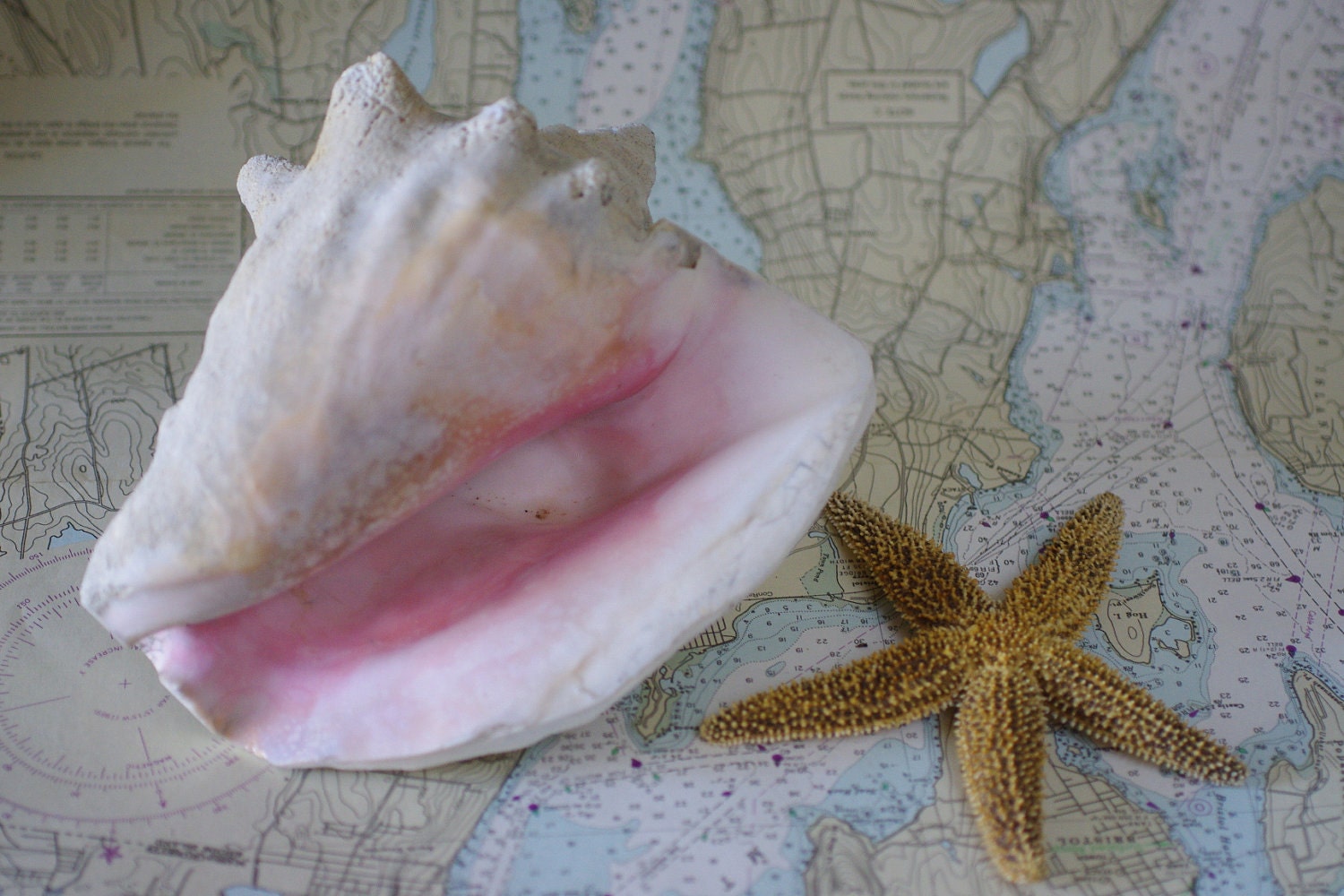 Vintage Queen Conch Shell Home Decor Seashell Collection