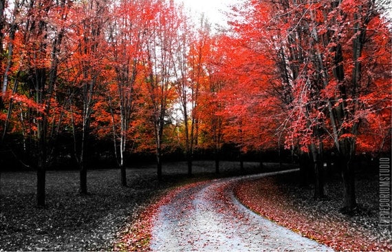 Items similar to CRIMSON PATH fall foliage autumn gothic serene artist ...