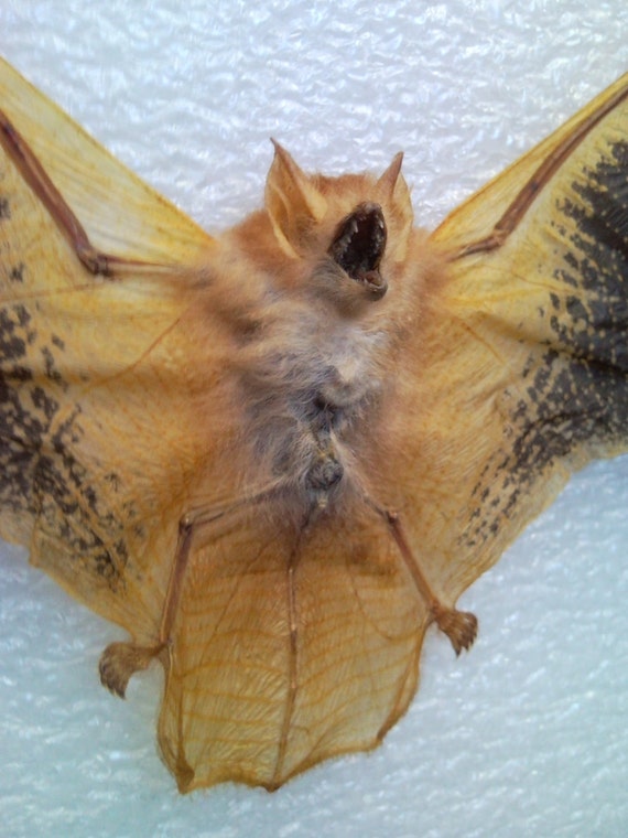 Let there be bats | Shroud of the Avatar Forum