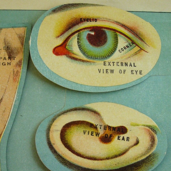 Old Pop-Up Human Anatomy Illustration by twentytimesi on Etsy