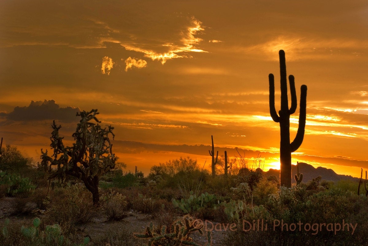Arizona Photography Cactus Sunset Phoenix Fine Art Acrylic