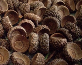 Unique acorn related items | Etsy