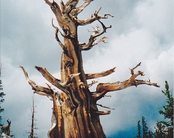 Bristlecone pine | Etsy
