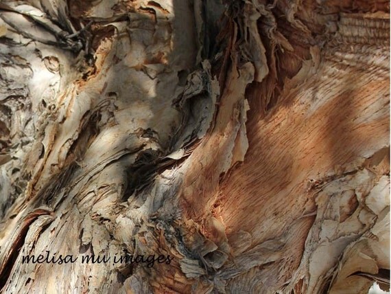Items similar to Australian Paperbark tree trunk print - 5" x 7" on Etsy