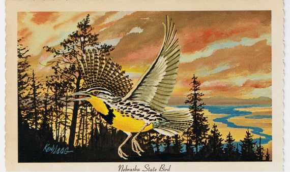 Vintage Postcard Nebraska State Bird State Symbols
