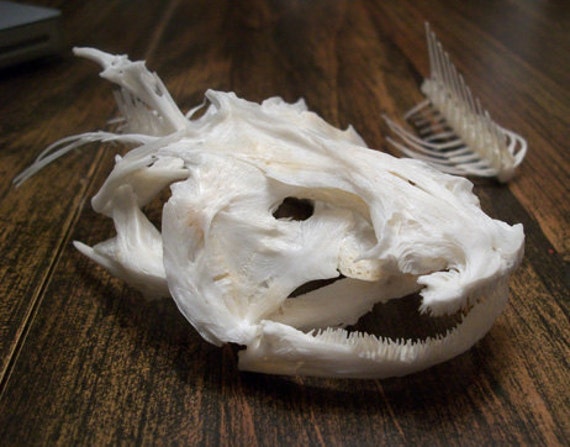 Apparently some type of skull found on beach in Massachusetts? Maybe 6 ...