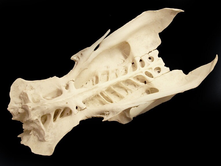 Bone found at the beach, what is it? : whatisthisthing