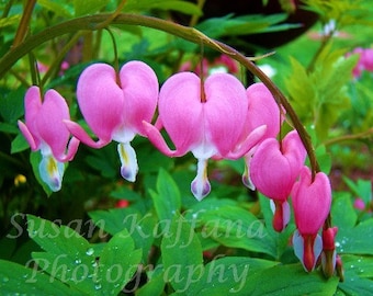Bleeding heart plant | Etsy