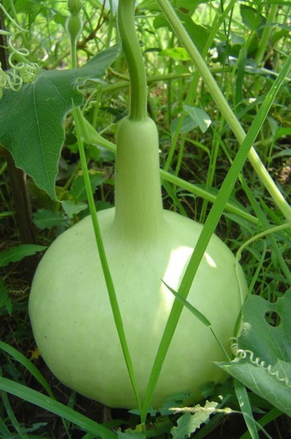 RoUnD gOurd Giant round gourd OrGanIc Hierloom from the
