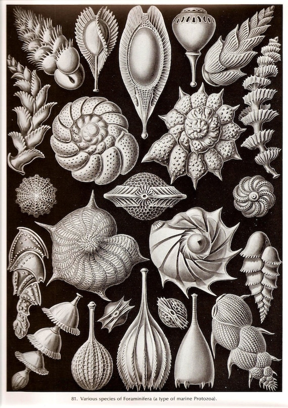 Ernst Haeckel Vintage 1974 SHELLS Art Print Collectable