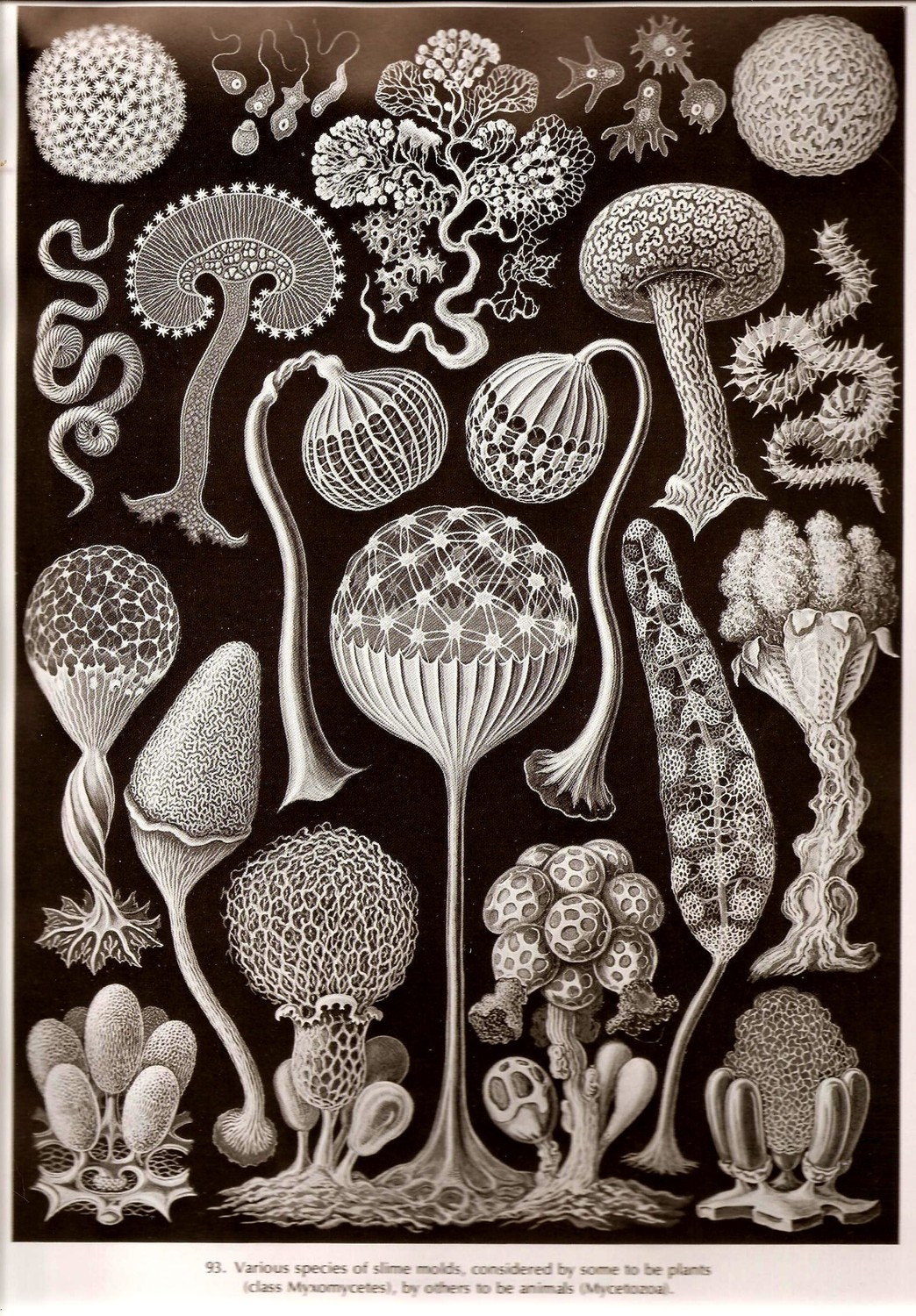 Ernst Haeckel Art Print Collectable Vintage 1974 Frameable