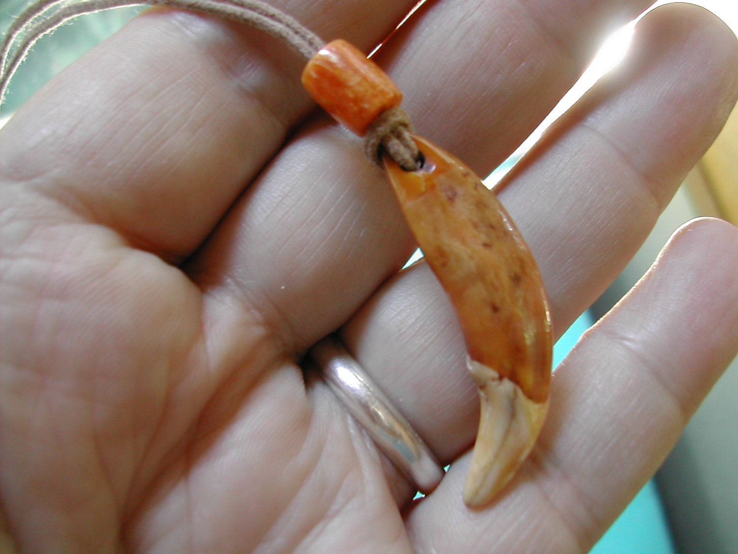 Eskimo Artifact Canine Tooth with Pumpkin Fossil Walrus Ivory