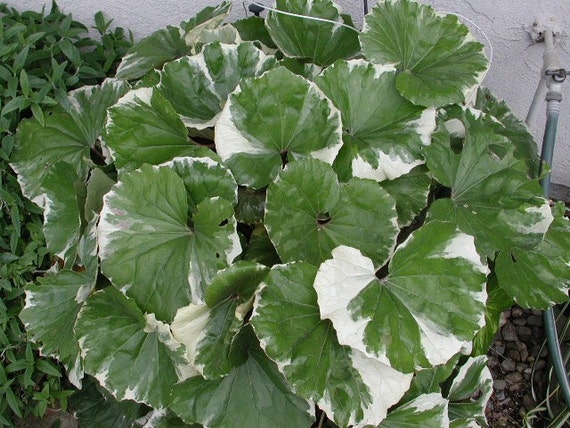 Variegated Farfugium Ligularia 'Argentea'