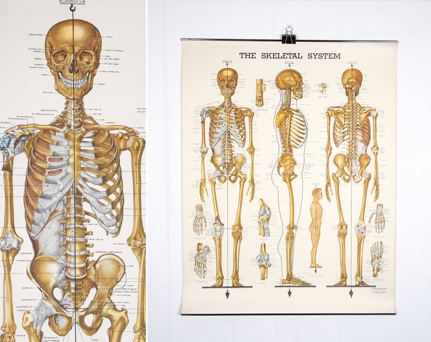 Vintage 1940's Peter Bachin Anatomical Chart The