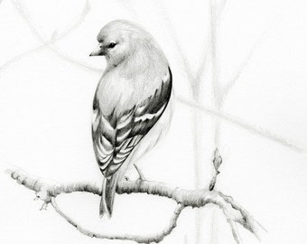 Unique bird sketch related items | Etsy