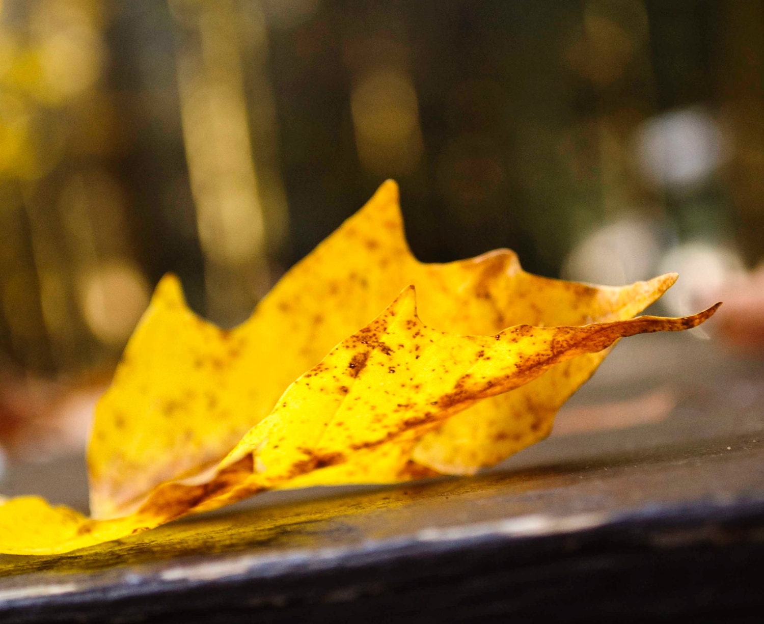Macro Leaf Bokeh Fall
