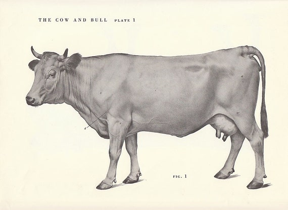 Bull Side View