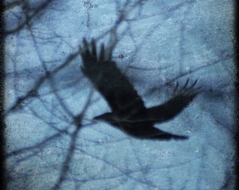 Popular items for crow photograph on Etsy