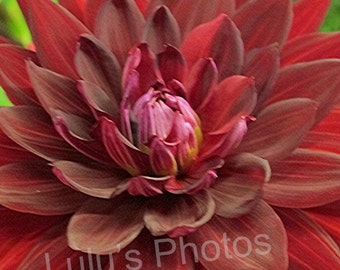 Burgundy Dahlia Cards Flower Photography by Luluscardsandphotos