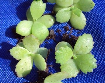 Maternity plant | Etsy