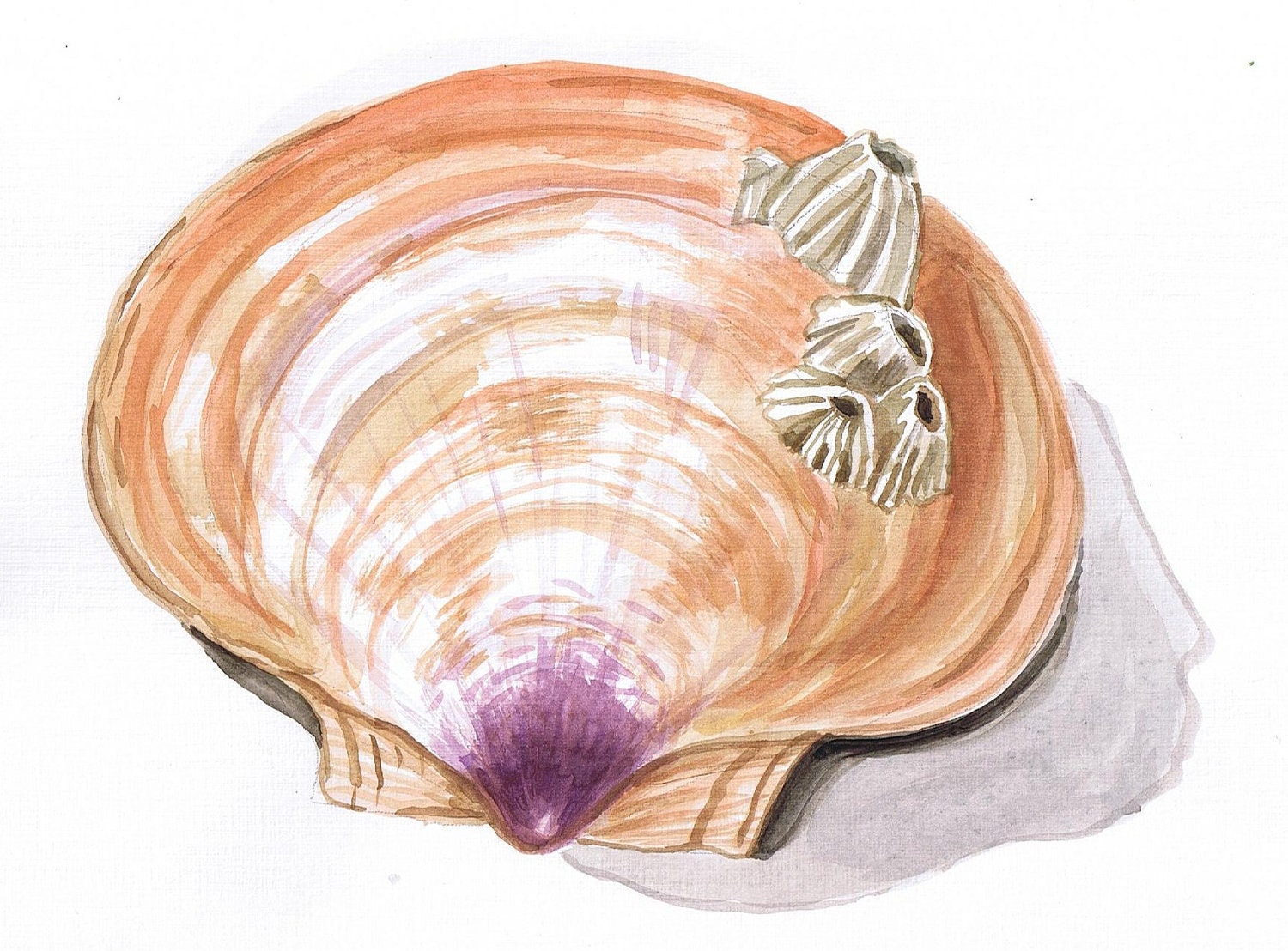 Original Watercolor Painting Seashell Clam Shell with